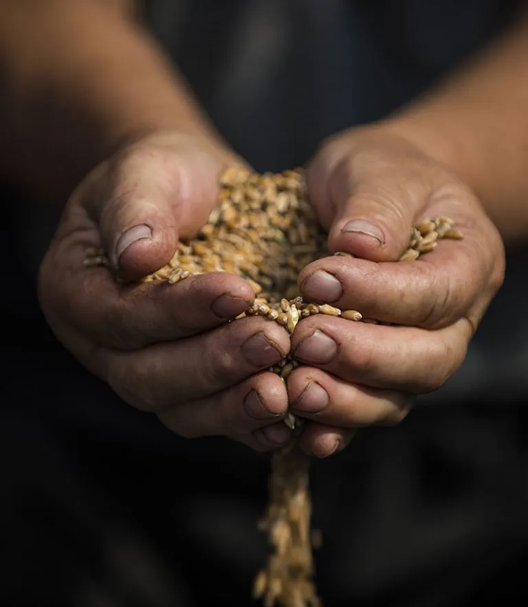 Irish Stout Malt | Malting Company Ireland | Genuine Irish Malts